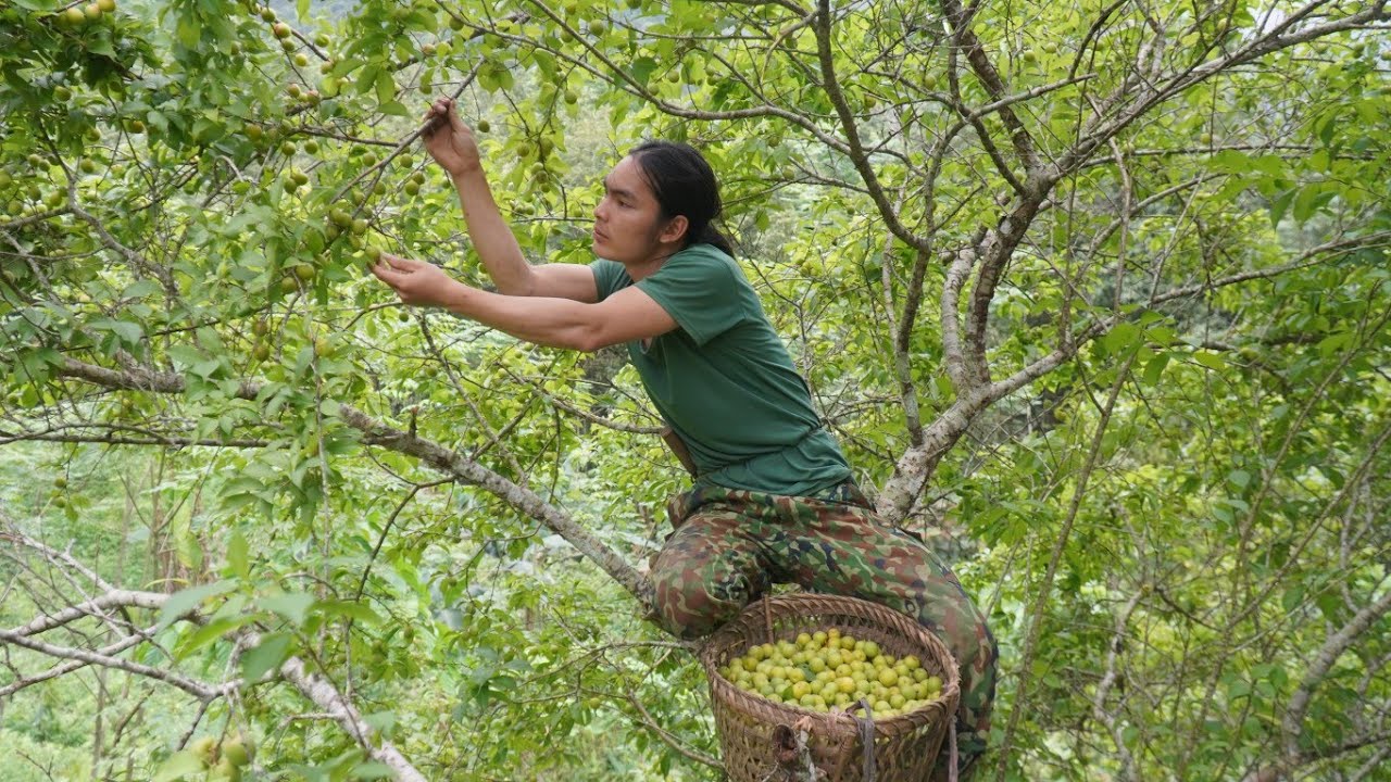 Harvesting Forest Fruits Bringing to the Market to Sell, survival alone ...