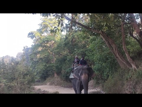 Tamed Elephant in Corbett National park - YouTube