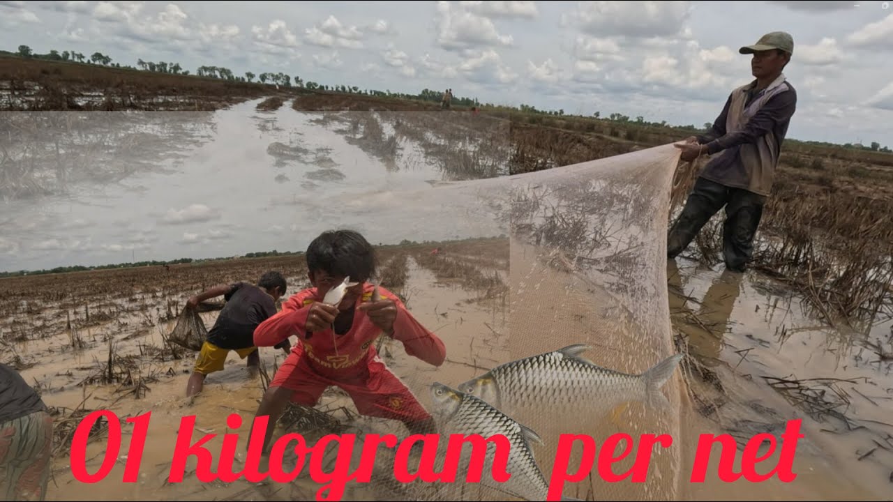 O1 Kilogram per NET! A cast net fishing traditional trap in the village ...