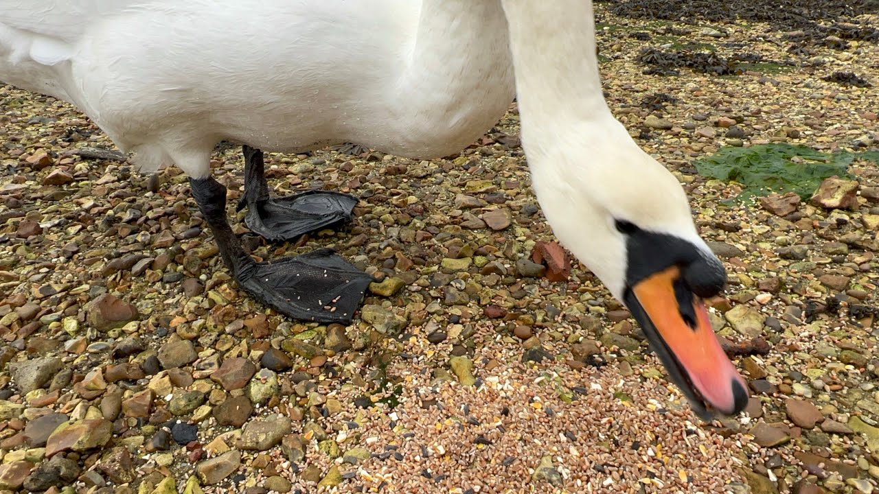 New Swan Arrived, But She’s Alone! She Loves Birdseeds! 20 December ...