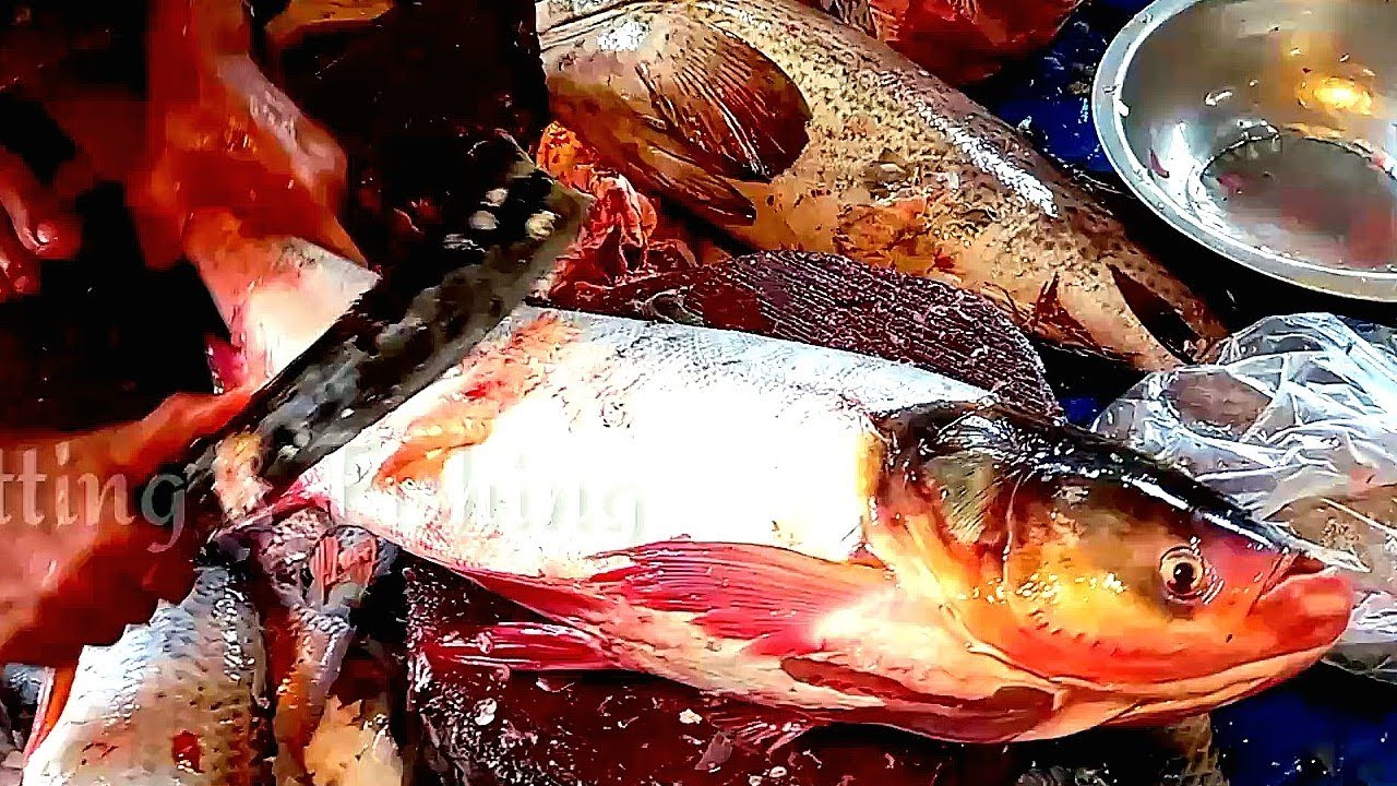 Amazing Live Huge Grass Cup Fish Cutting In Fish Market | Giant Big ...