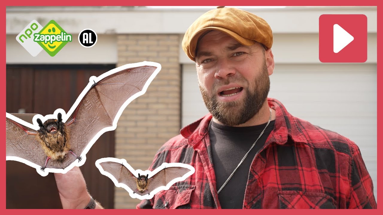 ZIJN #VLEERMUIZEN ECHT ENG? 🦇 | Beestenbrigade Stadsdieren | NPO Zappelin - YouTube