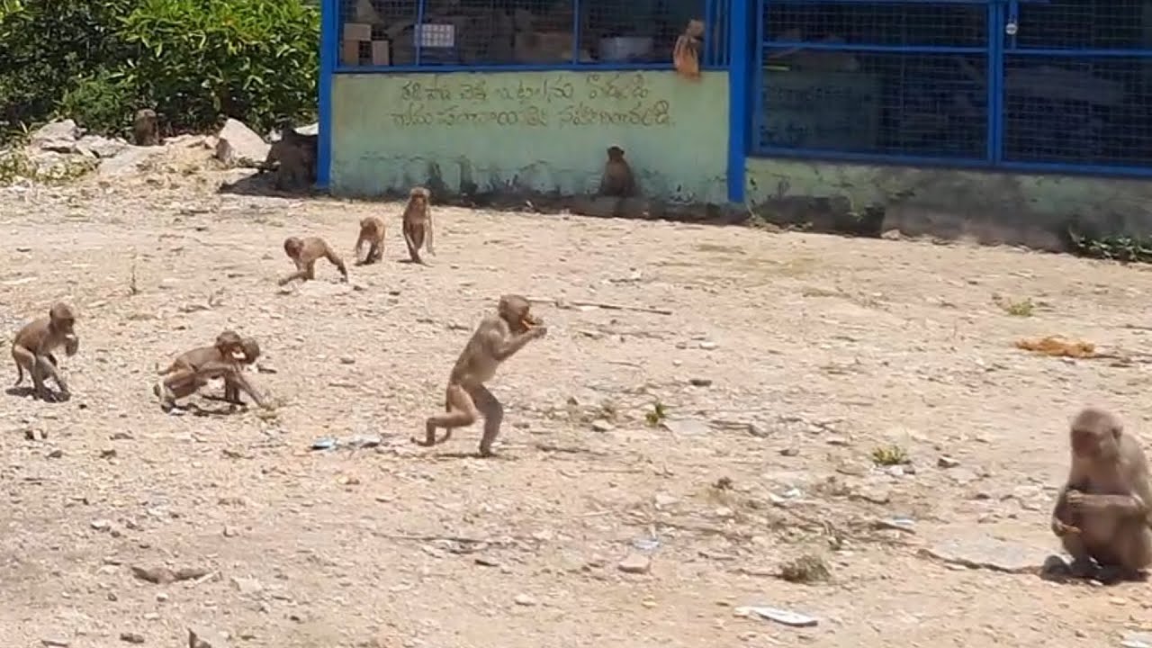 Feeding hungry monkeys - YouTube