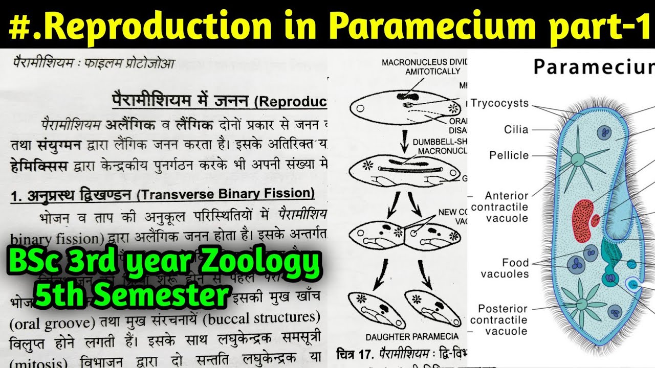 Reproduction in Paramecium || Transverse Binary Fission in Paramecium ...