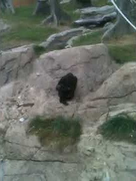 Gorilla eats his own poop at Calgary Zoo - YouTube