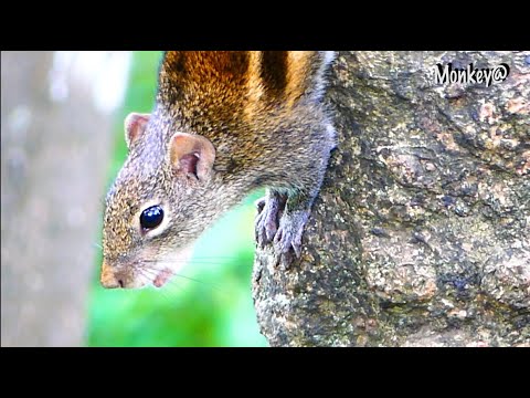 So cute..! The animal looks like a mouse, he shouts so loudly. - YouTube