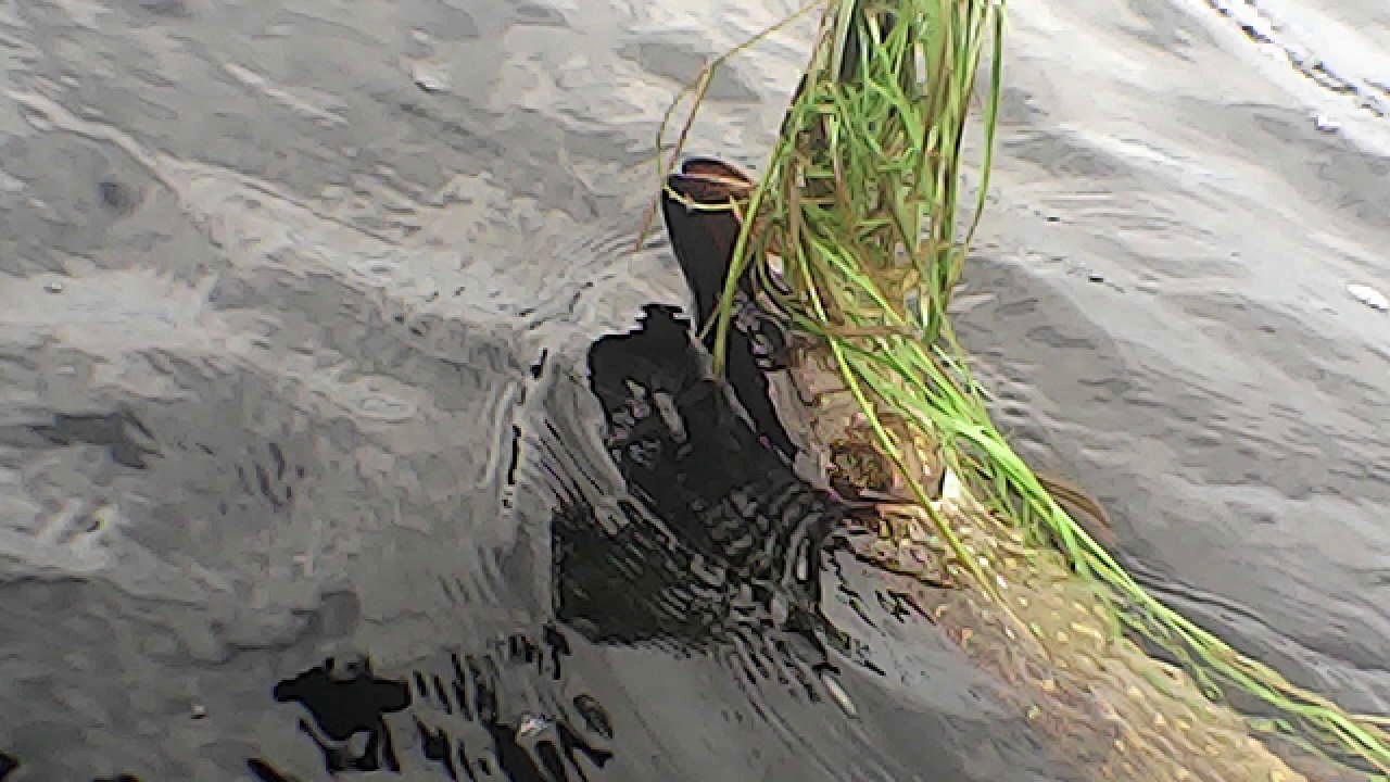 pike and weed (du foin) - YouTube