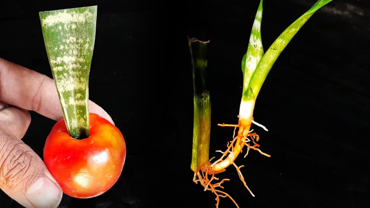 Easy way to grow snake plant seedlings from snake plant stems with ...