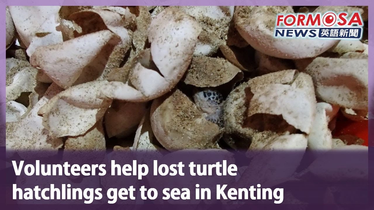 Volunteers help lost turtle hatchlings get to sea in Kenting｜Taiwan News - YouTube