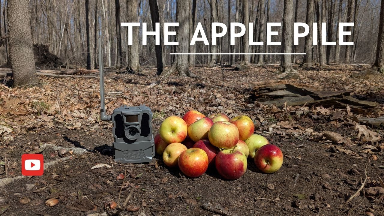 What Happens to 5lbs of Apples Left in the Woods? (Trail Camera) - YouTube