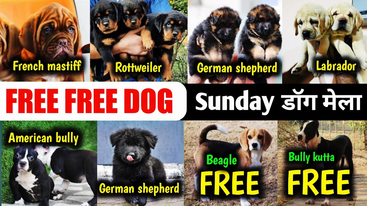 FREE FREE DOG ले जाओ | french mastiff | Dogo argentino | gsd | pitbull ...