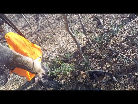 Rabbit Hunting with Dogs 1/21/19 - YouTube