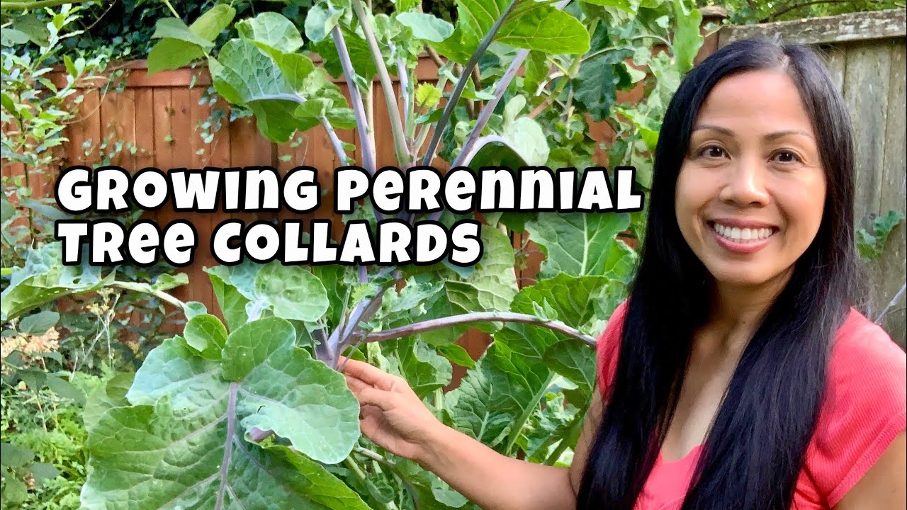 These Tree Collards Can Live Up to 20 Years! - YouTube