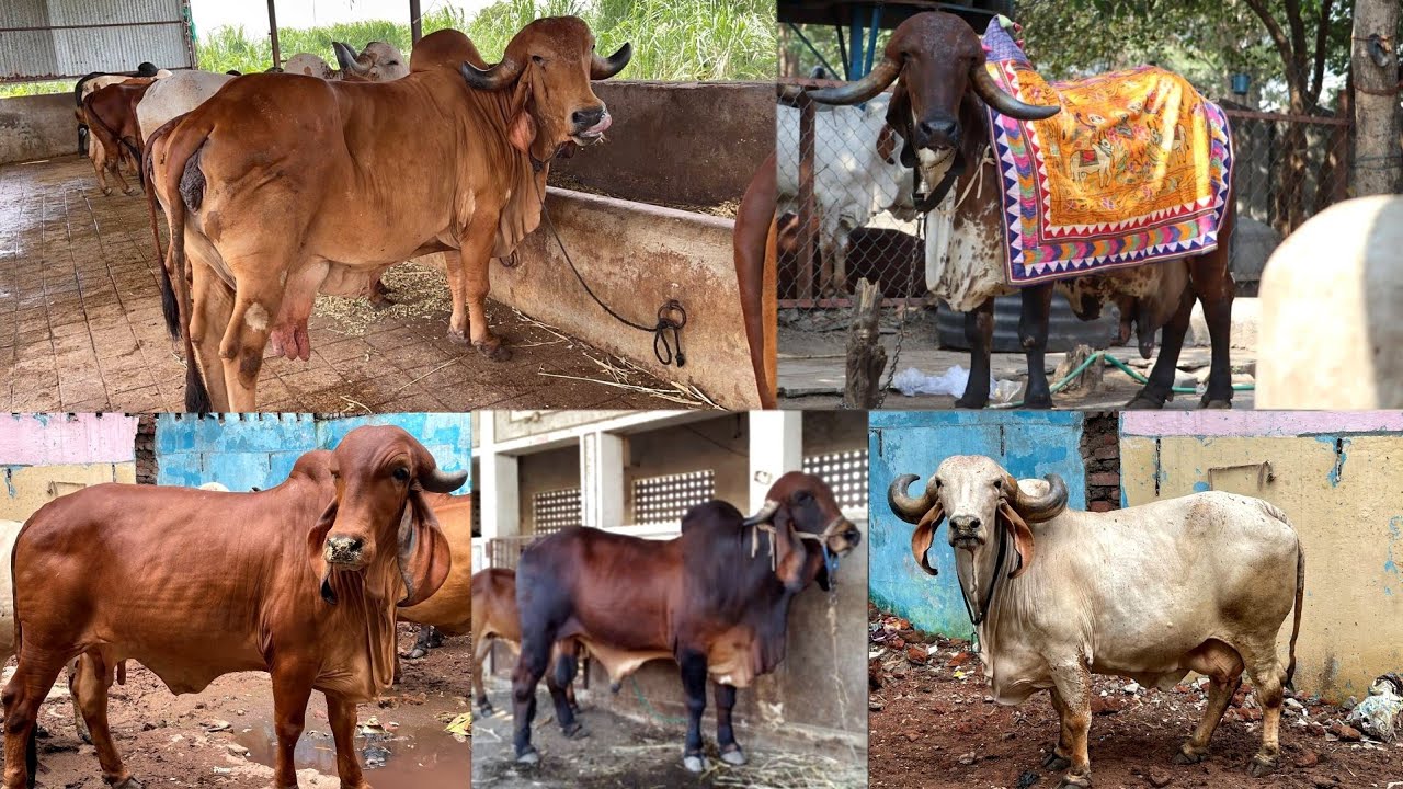 history of bhadra, punam, rupa, jamuna for yamuna Gir Gaushala surat ...