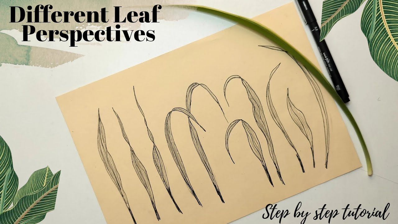 How to draw different leaf perspectives. How to draw leaves. Leaf ...