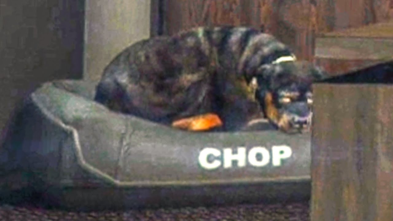 Chop is getting old... - YouTube