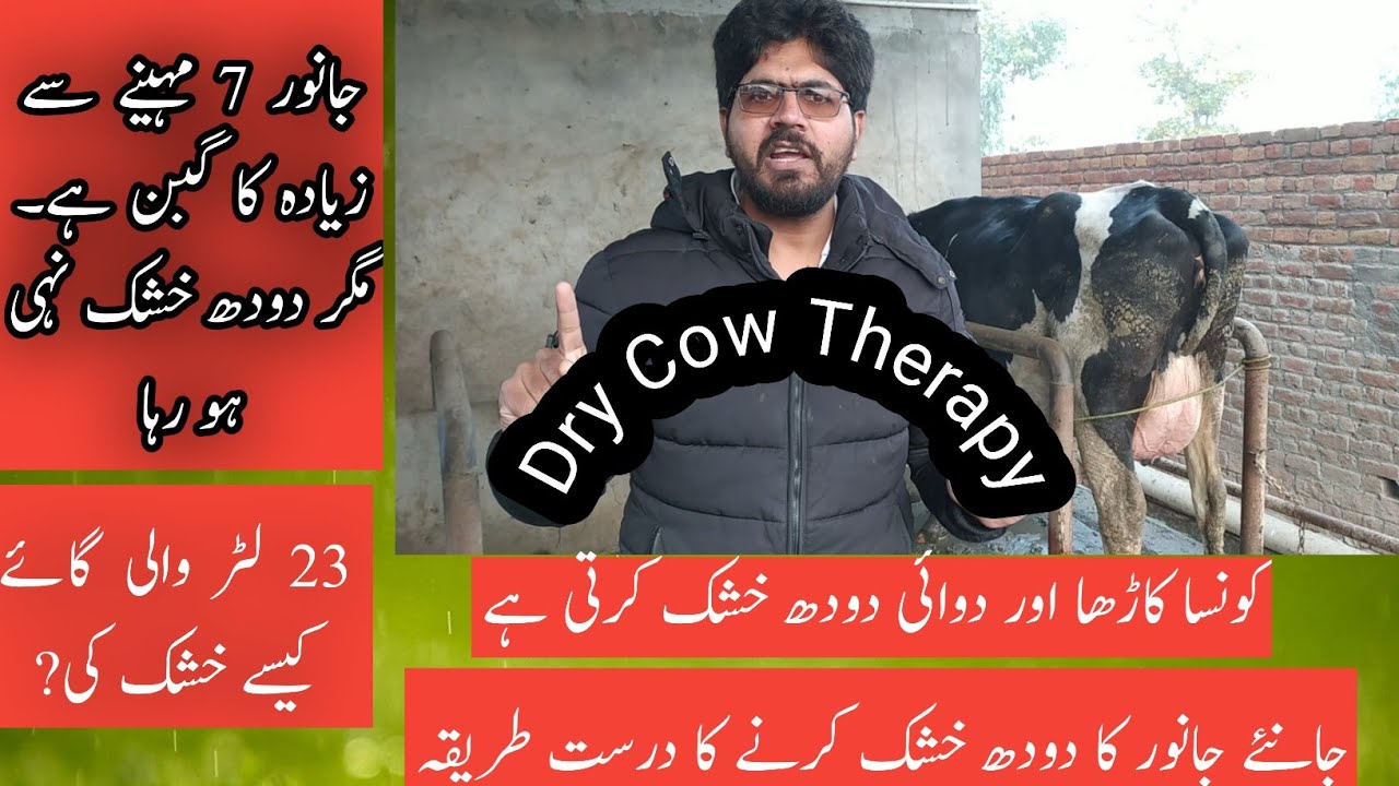 Dry cow Therapy II Dry cow tubes II جانور کا دودھ خشک کرنے کا طریقہ II ...
