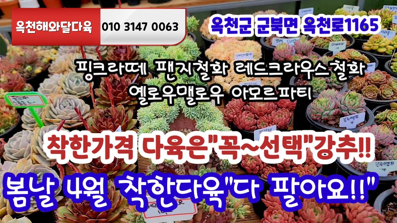 옥천 해와달다육에 착한다육 팔아요 대 출동~특가다육 강추 착한국민다육and묵둥군생등 예쁜다육 득템하세요 Youtube