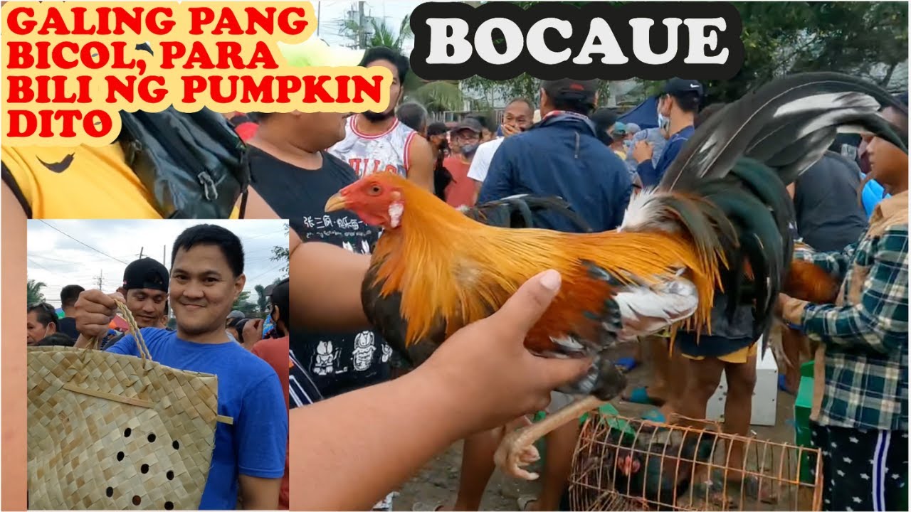 QUALITY NA MGA ASO, IBON AT MGA MANOK ANG BENTAHAN DITO | BOCAUE VLOG ...