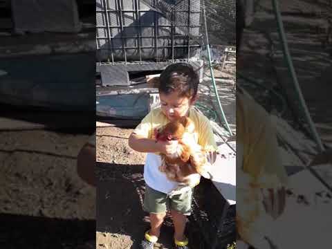 Tavuğu yumurtlatan çocuk