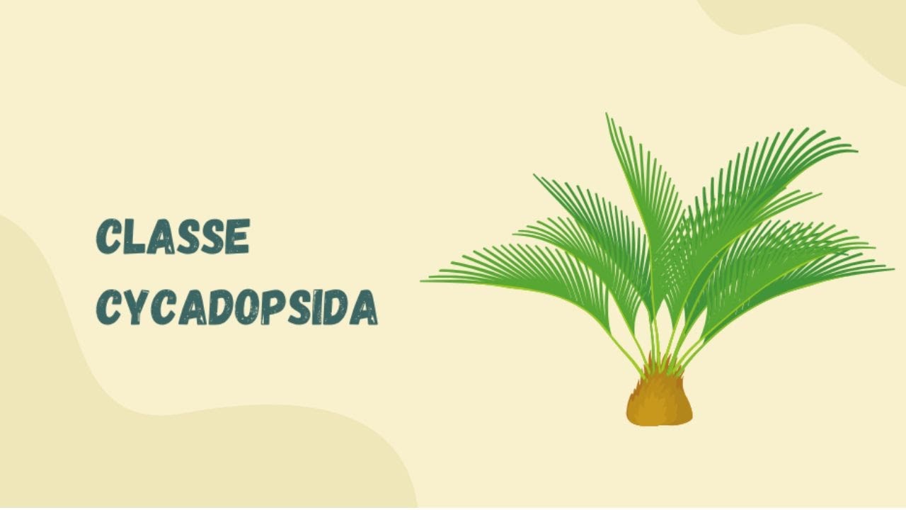 Gimnospermas: Classe Cycadopsida - YouTube