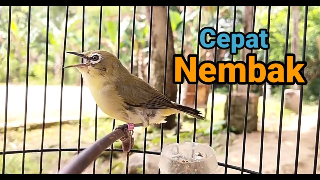 Merangsang Pleci Bahan Agar Cepat Nembak - YouTube