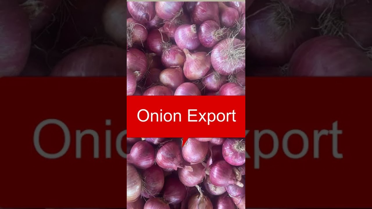 Onion Business Nashik | Onion export Business Idea | Onion Supplier ...