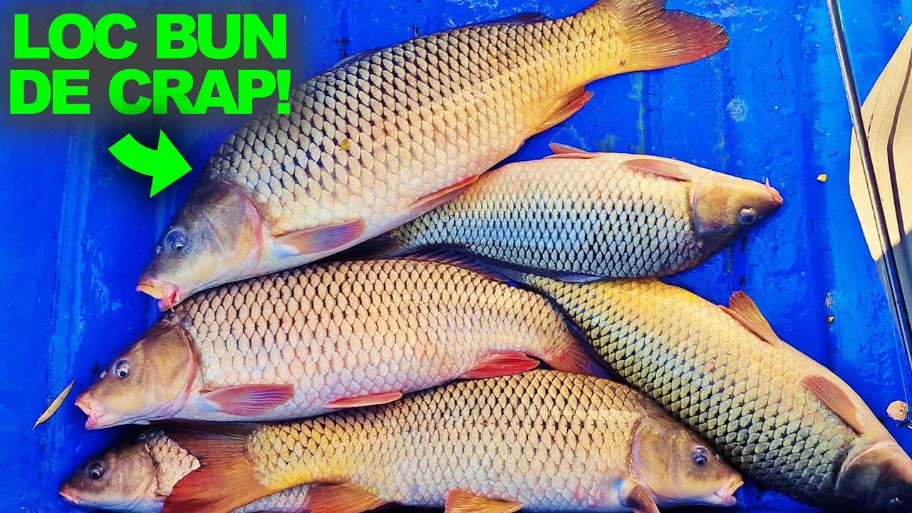 5 CRAPI MARI ÎN 5 ORE DE PESCUIT PE DUNĂRE - YouTube