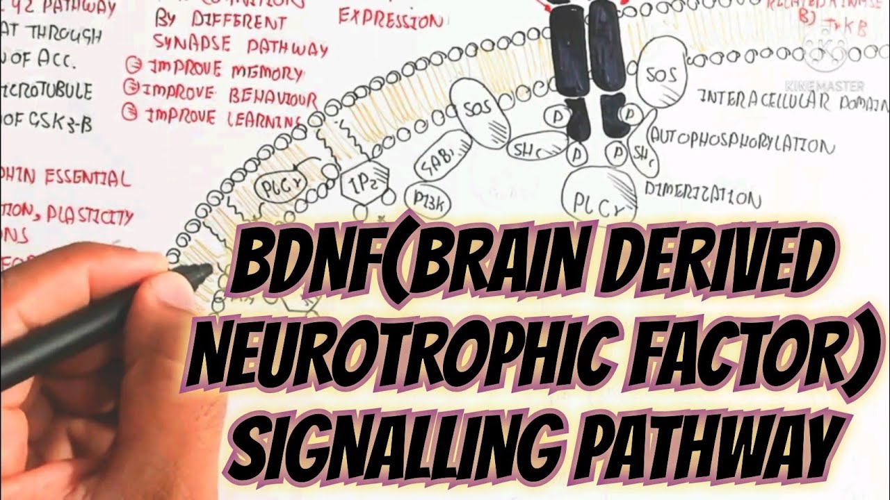 BDNF(brain derived neurotrophic factor) signalling pathway/production ...