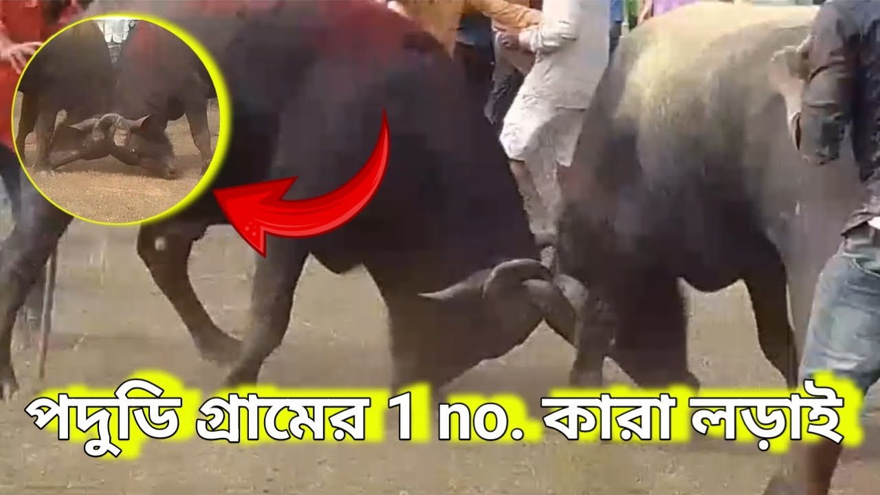 padhu di gramer ak number kara lorai // padhu di gremer kara lorai ...