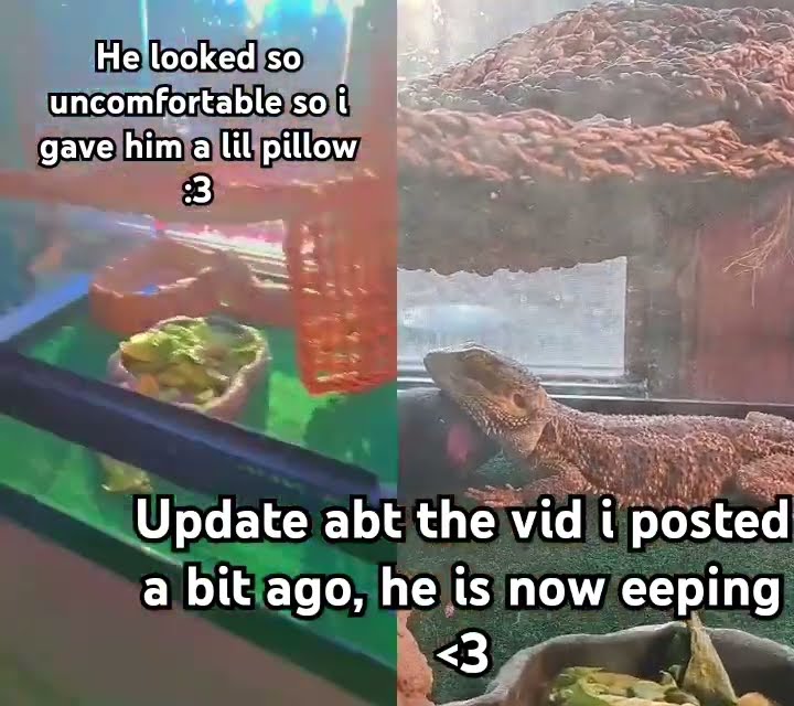 He is eepy #therian #beardeddragon #lizard #otherkin #alterhuman #furry ...