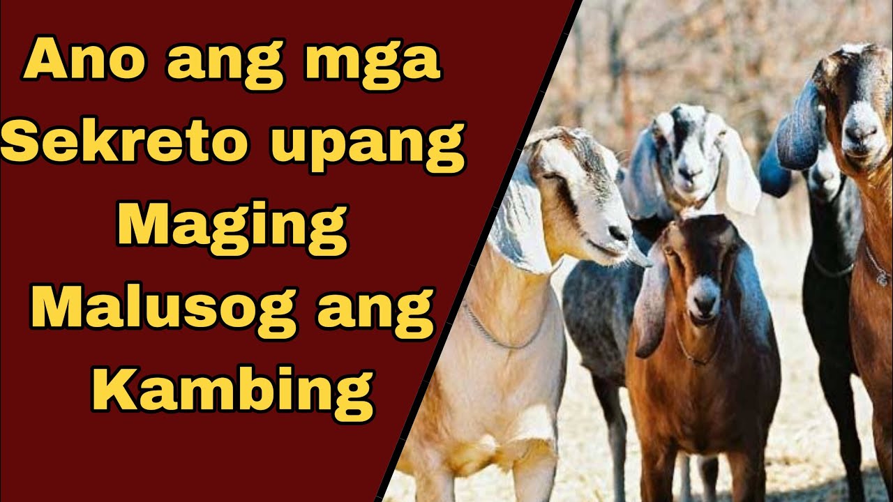 Goat injection: monthly check up and injection for our over all goats ...