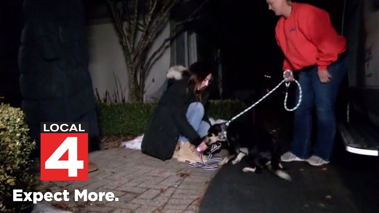 9 rescued dogs start new chapter in Metro Detroit after escaping ...