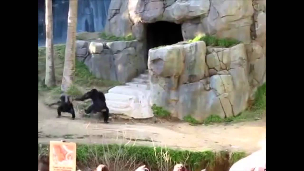 Dawn Of The Planet Of The Apes in real life. - YouTube
