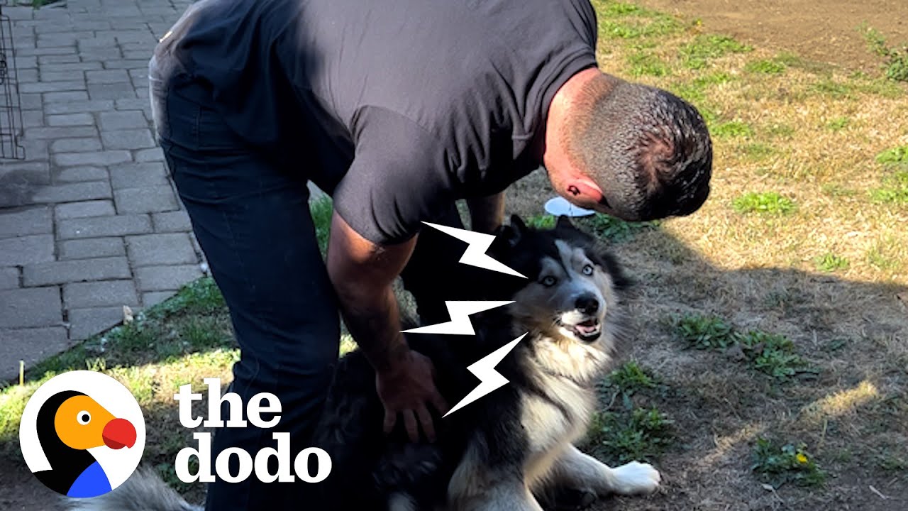 Husky Rescues | Most Intense Husky Rescue Compilation | The Dodo - YouTube
