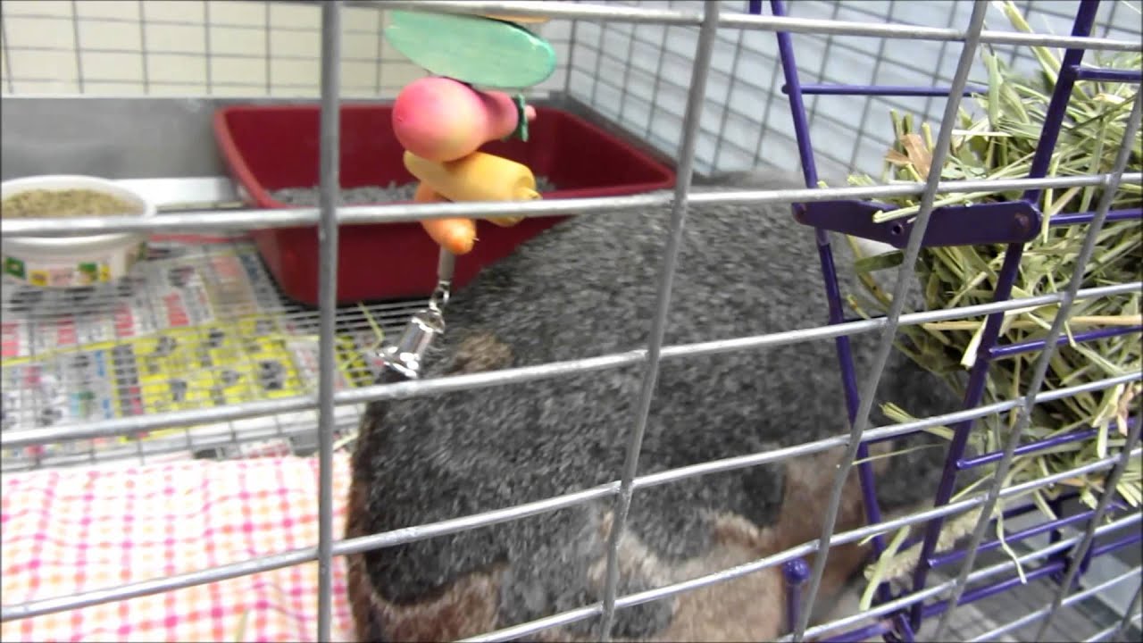 Cat Intake 11 21 12 - YouTube