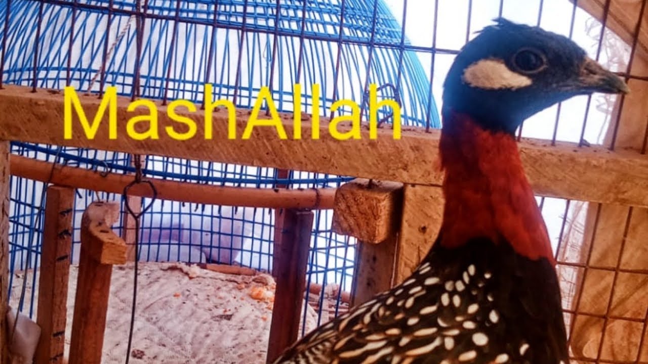 kala teetar - YouTube