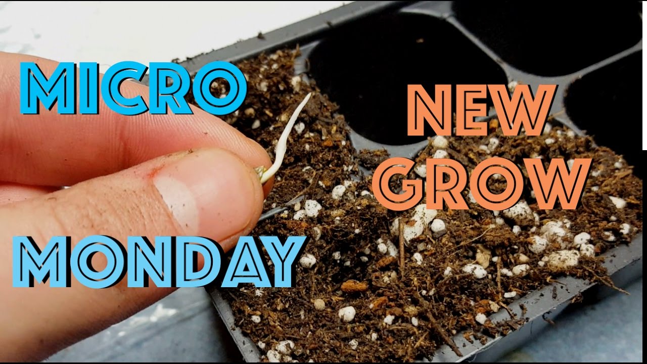 Micro Monday - NEW GROW - YouTube