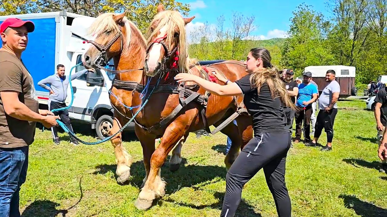 CAI SEMIGREI,FRIZIENI SI ALTE RASE LA VARBILAU 2024.#horse #stallion ...