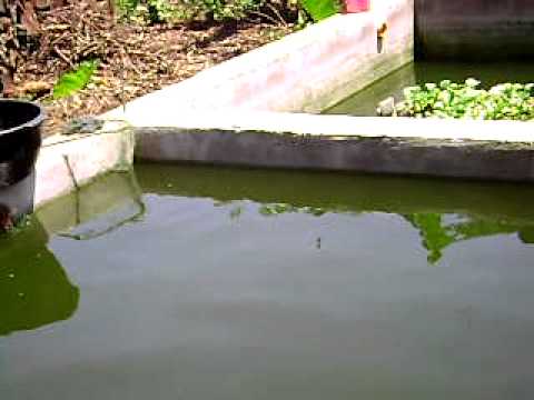 Estanque de tilapias - YouTube