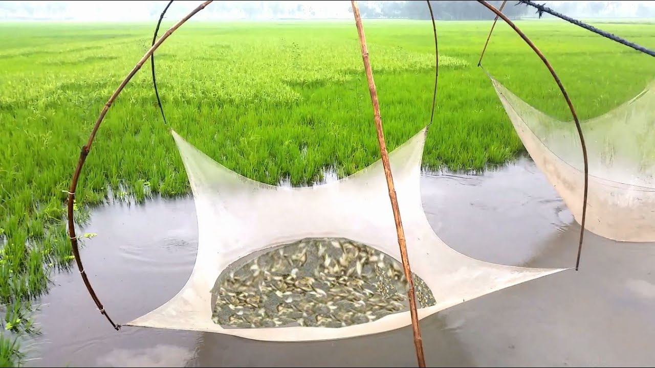bamboo net fishing | bamboo net fishing in village | bamboo net fishing ...