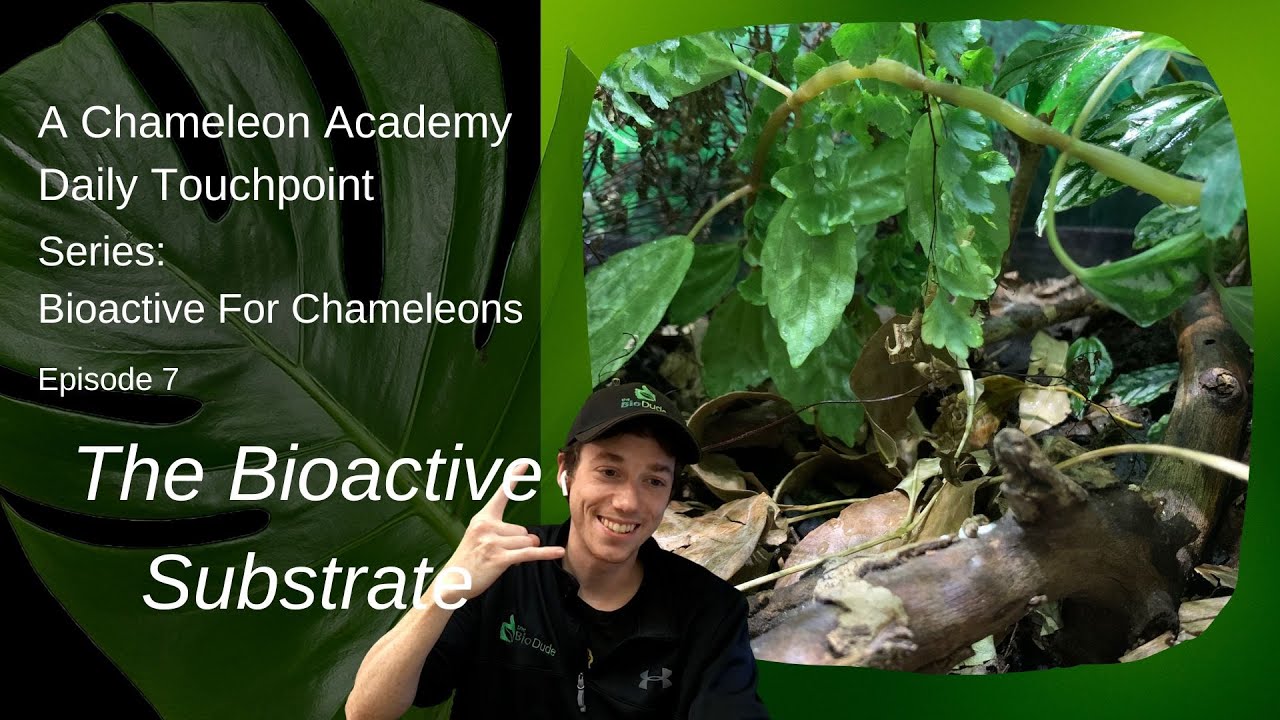Learn about bioactive substrate - YouTube