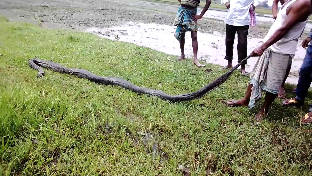 Ajgar saap - YouTube