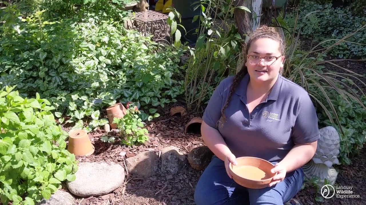 Create Your Own Toad House - YouTube