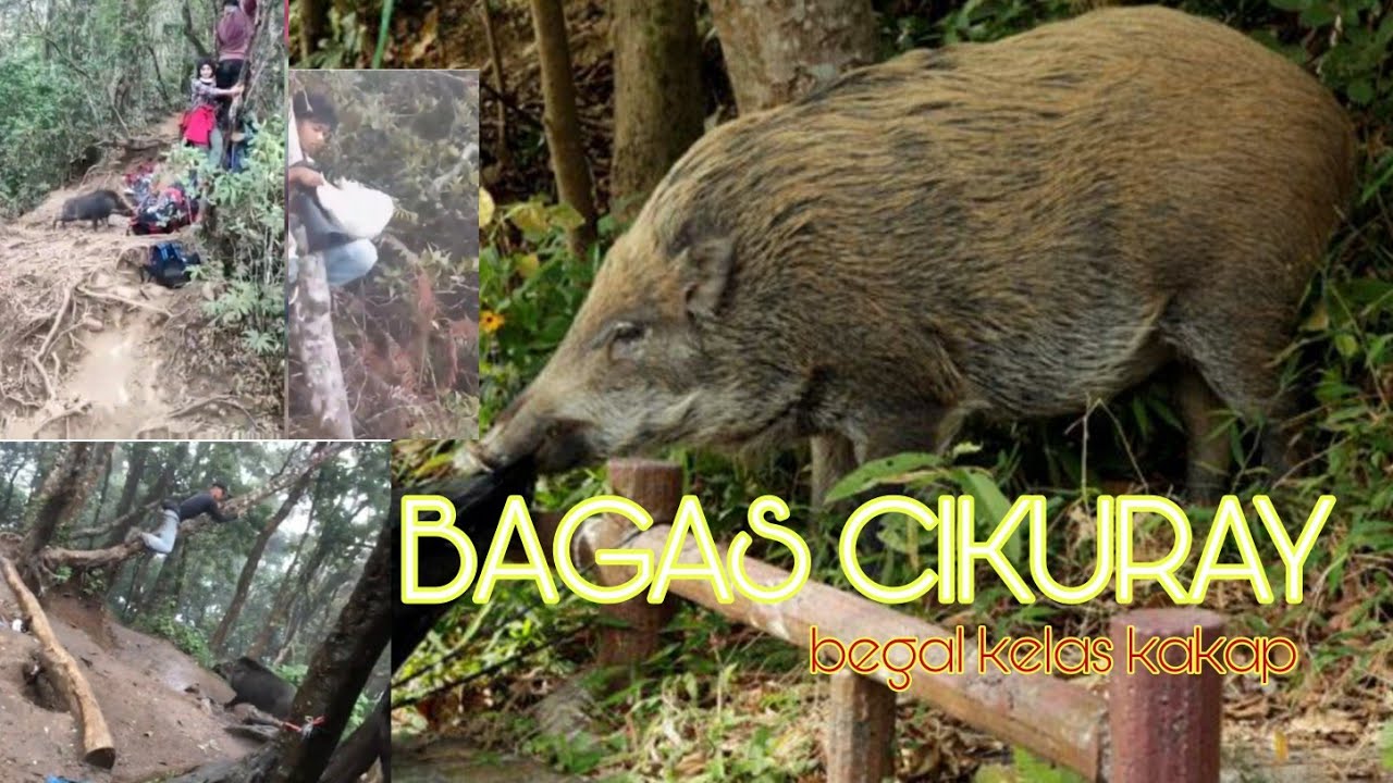 BABI HUTAN BAGAS GUNUNG CIKURAY SI BEGAL KELAS KAKAP - YouTube