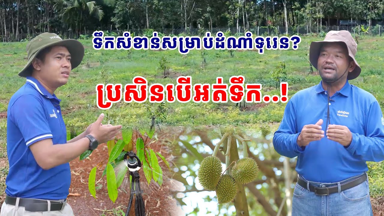 ទឹកមានតួនាទីសំខាន់យ៉ាងណាខ្លះលើដំណាំទុរេន? - YouTube