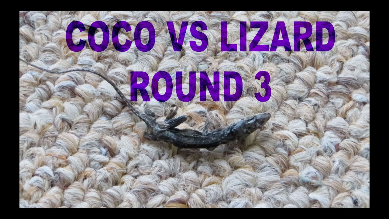 Coco Vs. Lizards: Round 3 - YouTube