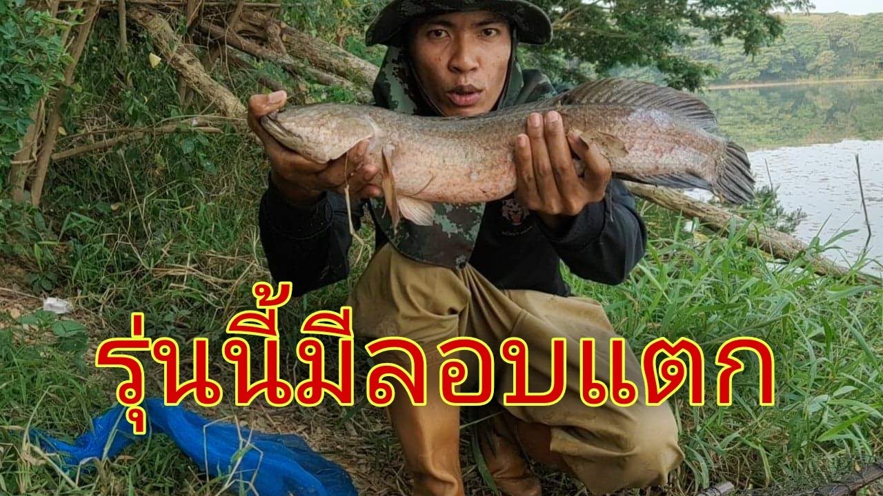 snakehead fish trap 12 เมษายน ค.ศ. 2022 กู้ลอบดักปลาช่อน - YouTube