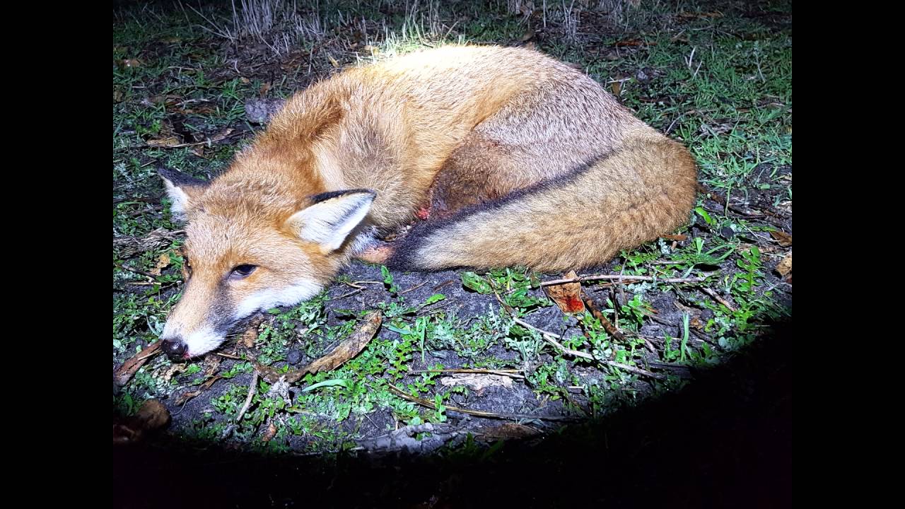 5x20 Xsight2 Fox Hunting Australia 7 for this weekend ranged from 50m ...