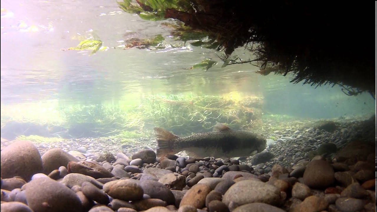 Chinook Salmon Spawning : April 2013 - YouTube